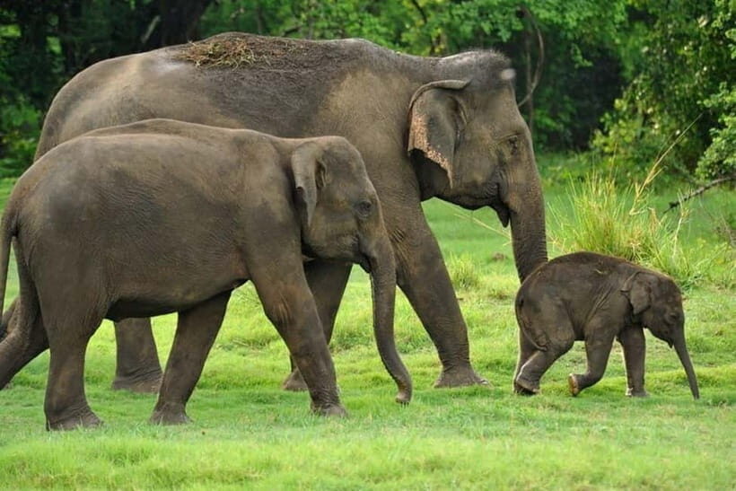 Kaudulla National Park Jeep Safari - Final Thoughts