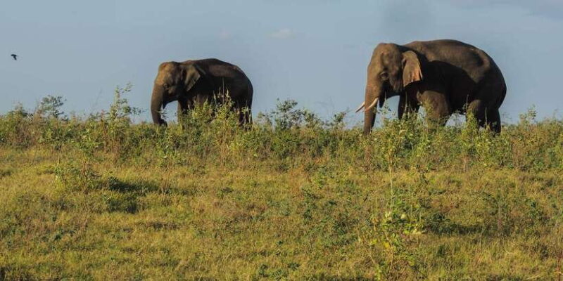 Kaudulla National Park: Private Safari - Key Points