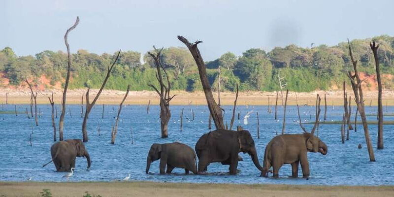 Kaudulla National Park: Private Safari - Practical Details