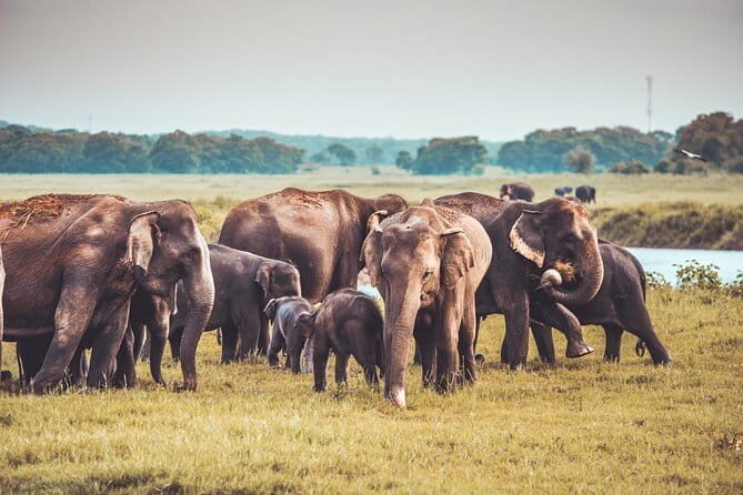 Kaudulla National Park Private Safari from Dambulla - Starting Point: Dambulla, a Cultural Gateway