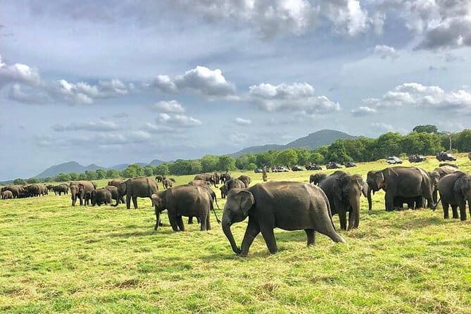 Kaudulla National Park Private Safari from Dambulla - Real Traveler Insights