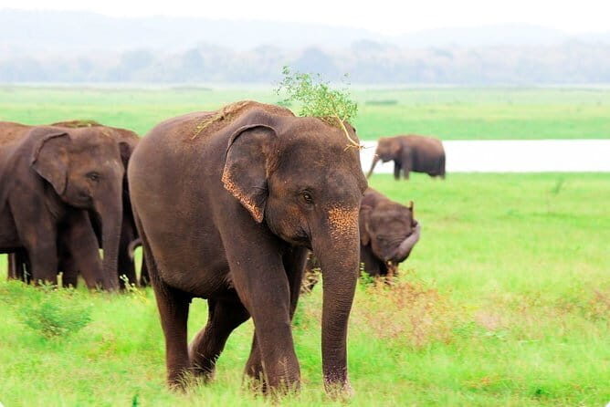 Kaudulla National Park Private Safari from Habarana - FAQ