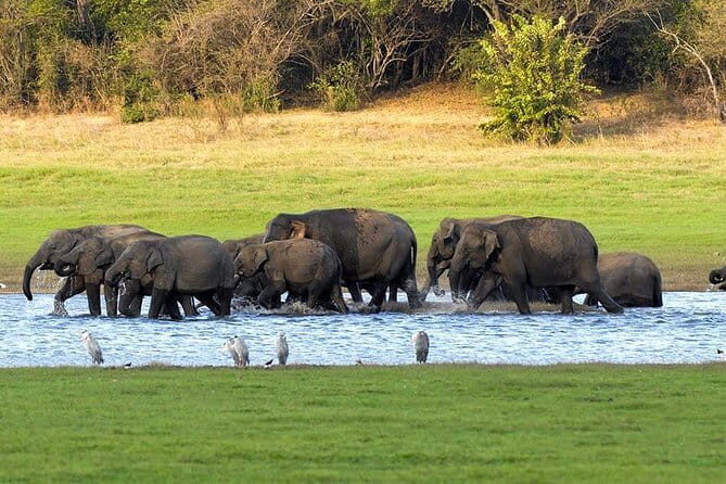 Kaudulla National Park Private Safari from Polonnaruwa - An Introduction to the Tour