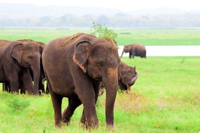 Kaudulla National Park Private Safari from Polonnaruwa - Valuing the Price and What’s Included