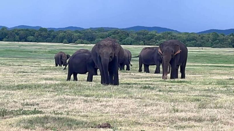 Kaudulla National Park: Private Safari - Key Points