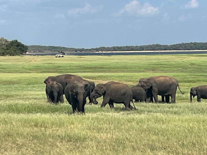 Kaudulla National Park: Private Safari - Wildlife and Sightings: What You Might Expect