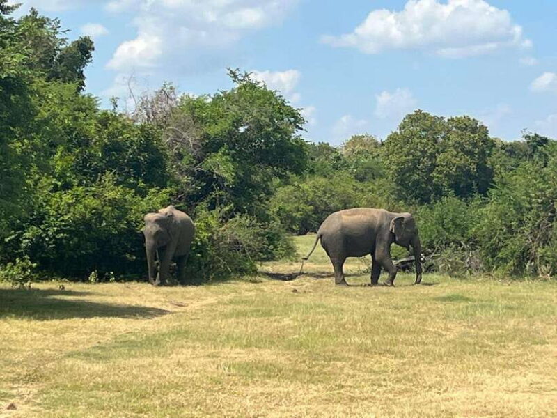 Kaudulla National Park: Private Safari - Practical Details to Keep in Mind