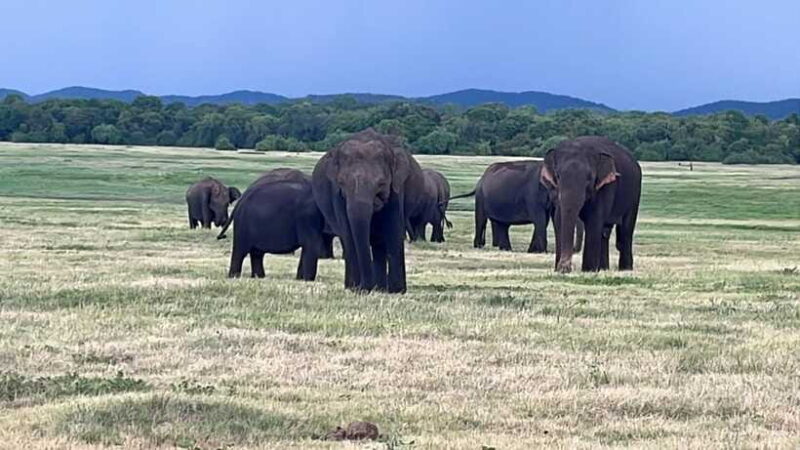 Kaudulla National Park: Private Safari - FAQ