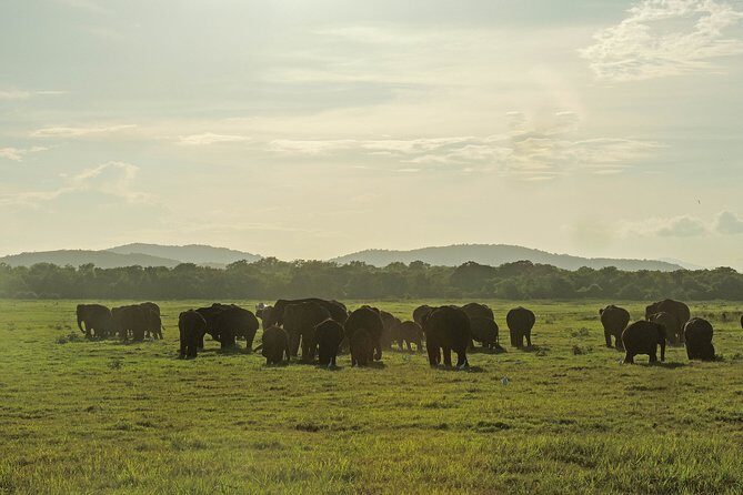 Kaudulla National Park Safari from Sigiriya - What Makes This Tour Stand Out