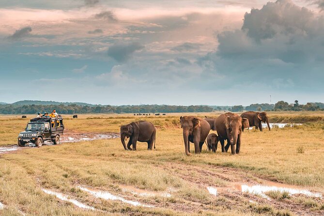 Kaudulla National Park Safari | Jeep with Tickets - Who Will Love This Tour?