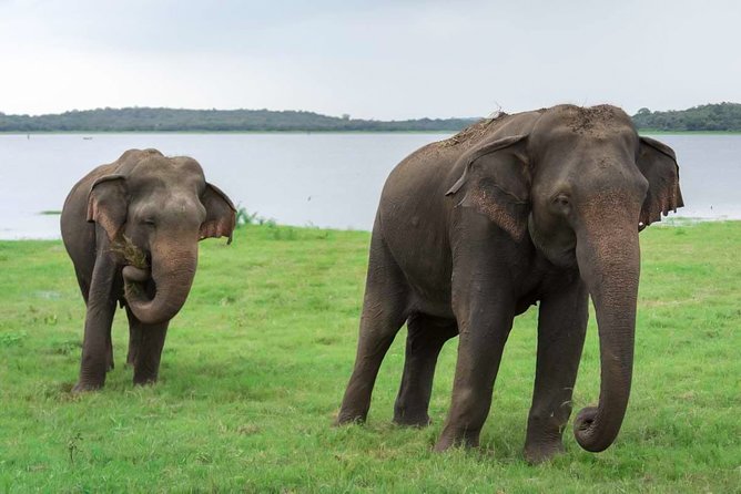 Kaudulla National Park Shared Safari - Exploring the Kaudulla National Park Shared Safari: A Genuine Wildlife Adventure