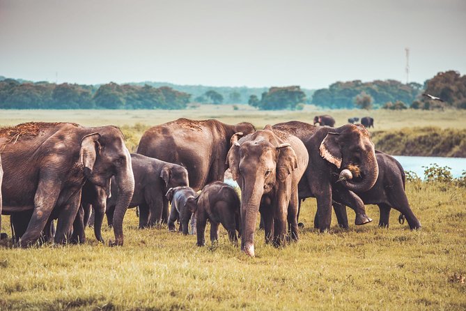 Kaudulla National Park Shared Safari - The Itinerary Breakdown: What You Can Expect