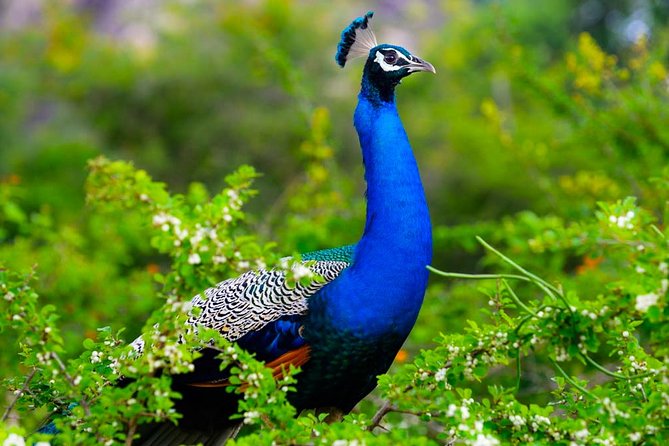 Kaudulla National Park Shared Safari - Summing It Up: Who Will Love This?