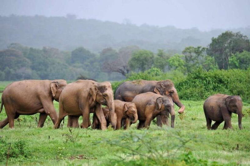 Kaudulla National Park: Wildlife Elephant Safari - Introduction