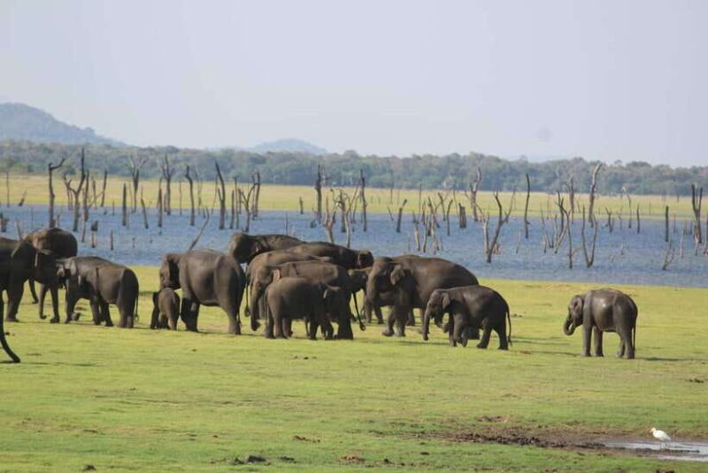 Kaudulla National Park: Wildlife Elephant Safari - An In-Depth Look at the Safari Experience