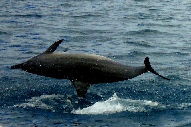Kawaihae Luxury Snorkel Cruise & Wildlife Watch with Lunch - FAQ