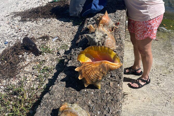 Kayak Adventure, Conch Dive & Local Rum Tasting Grand Turk - What Travelers Are Saying