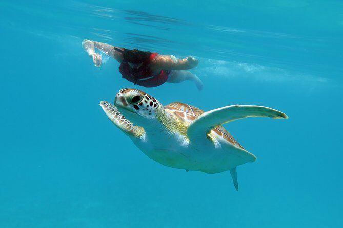 Kayak and Sea Turtle Snorkel with Beach Break - Who Should Book This Tour?