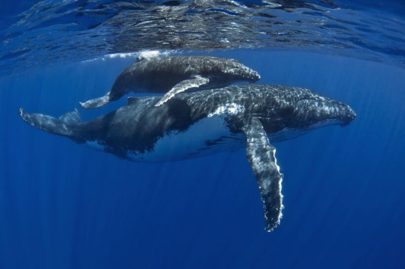 Kayak and Snorkel West Maui at Olowalu - FAQ