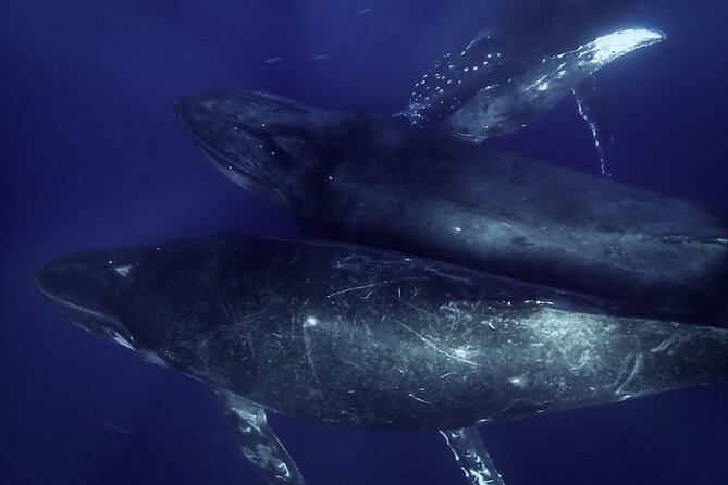 Kayak and Whale Watching Tour - Why Choose This Tour?