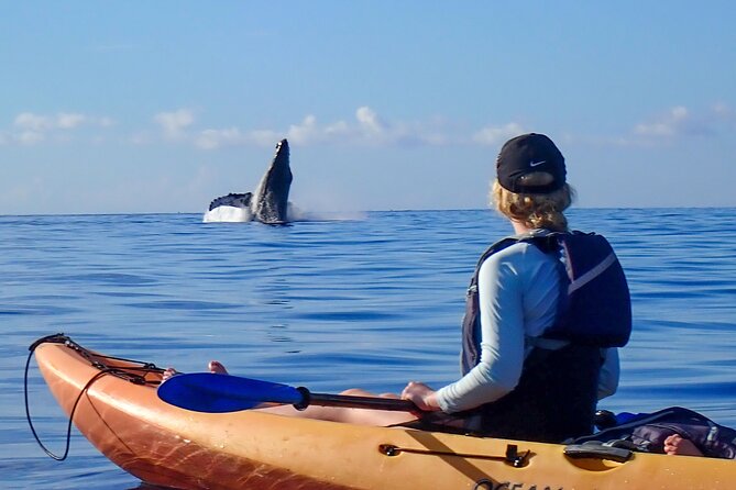 Kayak and Whale Watching Tour - What to Expect on the Water