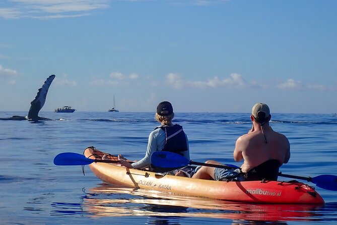 Kayak and Whale Watching Tour - Value and Cost Analysis