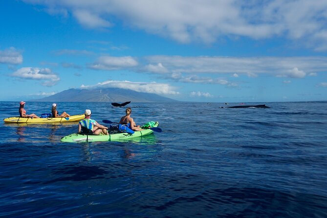 Kayak and Whale Watching Tour - Who Will Love This Tour?