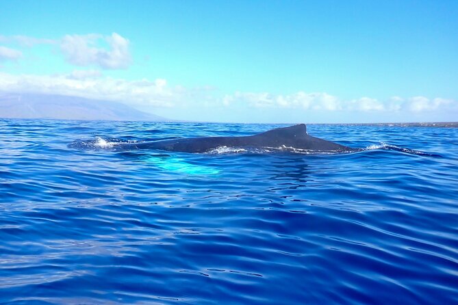 Kayak and Whale Watching Tour - Practical Tips for Travelers