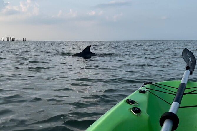 Kayak Dolphin Experience in Virginia Beach Must know how to swim - The Value of a Dolphin Kayak Tour
