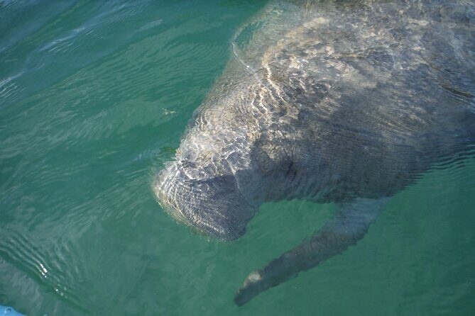 Kayak Eco Tour in Don Pedro Island - Who It’s Best For