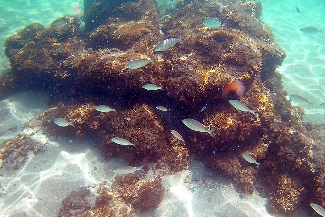 Kayak Excursion in Playa De Aro - Snorkeling and Marine Life