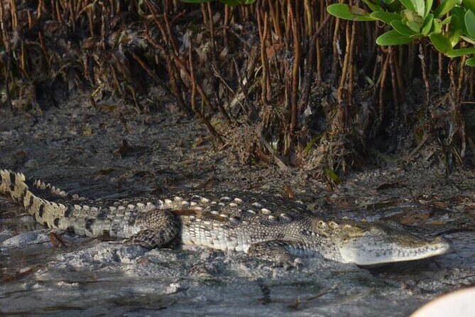 Kayak Experience in the Mangroves of Holbox Island - FAQ