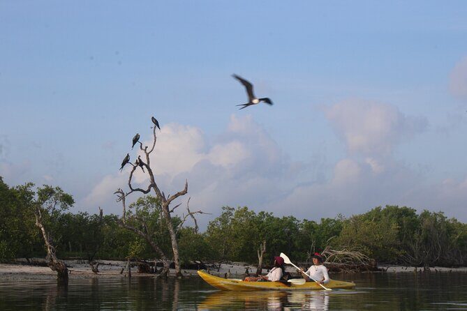 Kayak Mangroves Sunrise Experience - Frequently Asked Questions