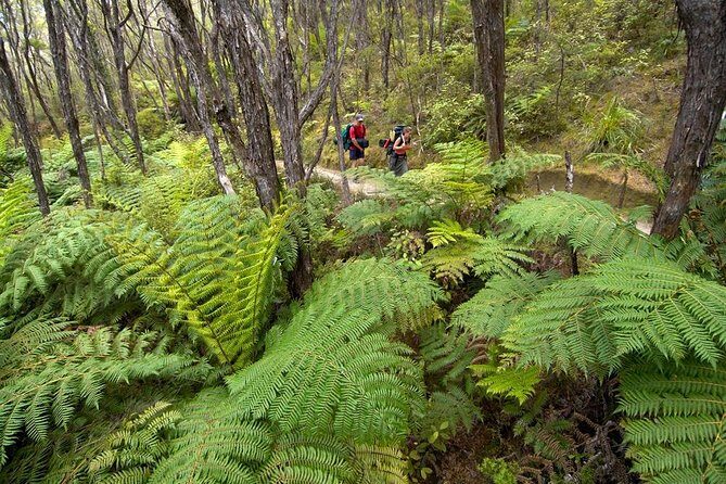 Kayak & Pitt Head Nature Loop - Guided Kayak & Unguided Walk - New Zealand - Introduction: What to Expect from This Abel Tasman Adventure