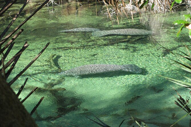 Kayak Rental (2hr) - Blue Spring State Park - Why This Experience Stands Out