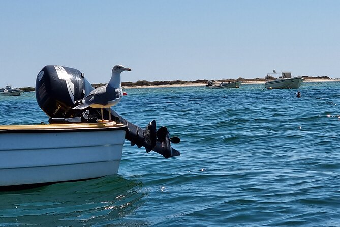 Kayak Rental in Praia dos Cavacos - Who Will Enjoy This Experience?