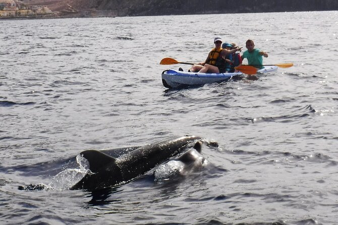 Kayak Route in Tenerife South: Review - Snorkeling Conditions and Safety Concerns