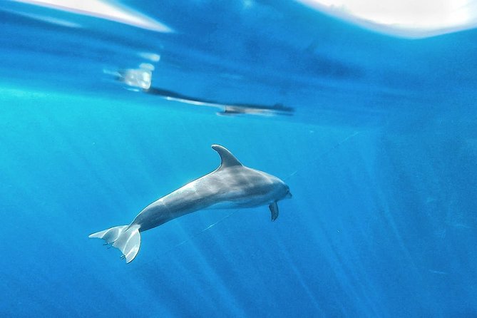 Kayak Safari with Dolphin and Turtle Watching in Guaza - FAQ