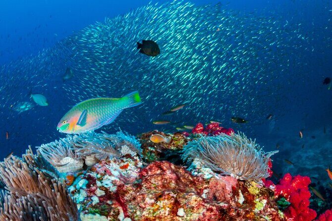 Kayak & Snorkel Champagne Bay, Farm Visit & Hot Springs Soufriere - FAQ