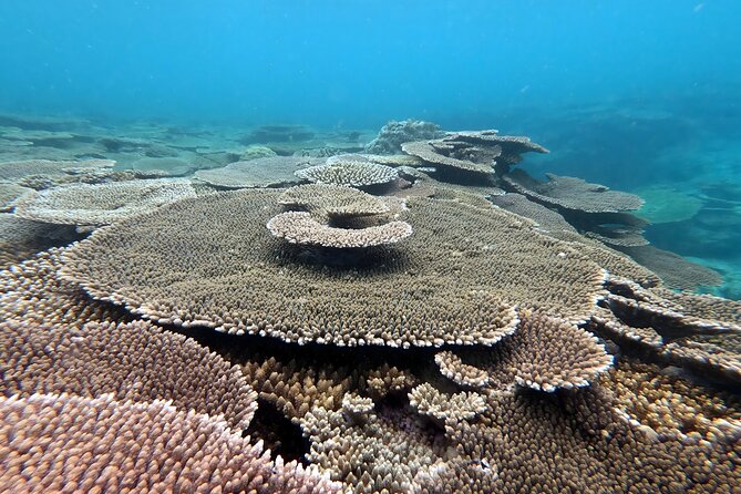 Kayak & Snorkel: Private Tour in Yanbaru, North Okinawa - Exploring the Quiet West Side of North Okinawa
