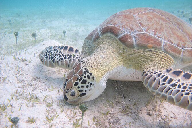 Kayak & Snorkel with Sea Turtles, National Park, St. John - FAQs