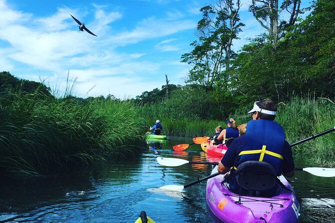 Kayak The Creek Nature Tour - An In-Depth Look at the Kayak The Creek Nature Tour