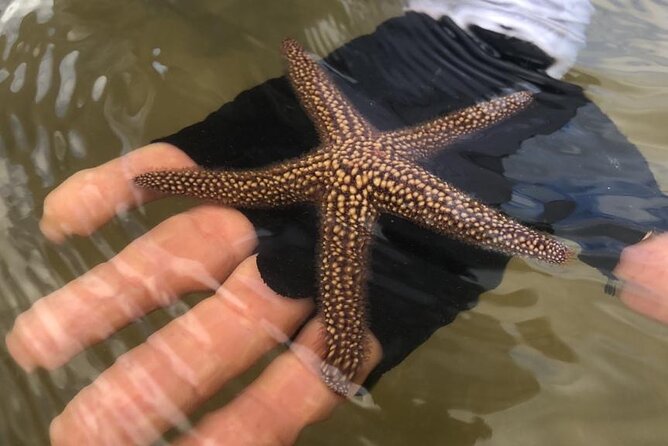 Kayak Tour Adventure Marco Island and Naples Florida - Who Will Love This Tour?