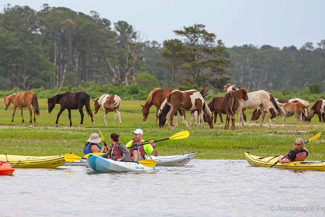 Kayak Tour along Assateague & Chincoteague Island, Virginia - What to Expect on the Tour