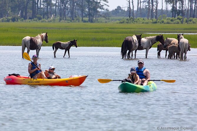 Kayak Tour along Assateague & Chincoteague Island, Virginia - Final Thoughts: Who Will Love This Tour?