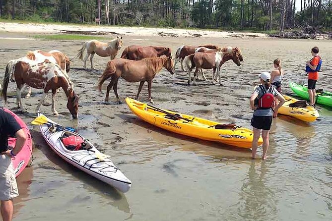Kayak Tour along Assateague & Chincoteague Island, Virginia - FAQ