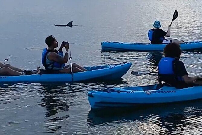 Kayak Tours and Rentals. Dolphins, Manatees, and Bioluminescence! - Who This Tour is Best For