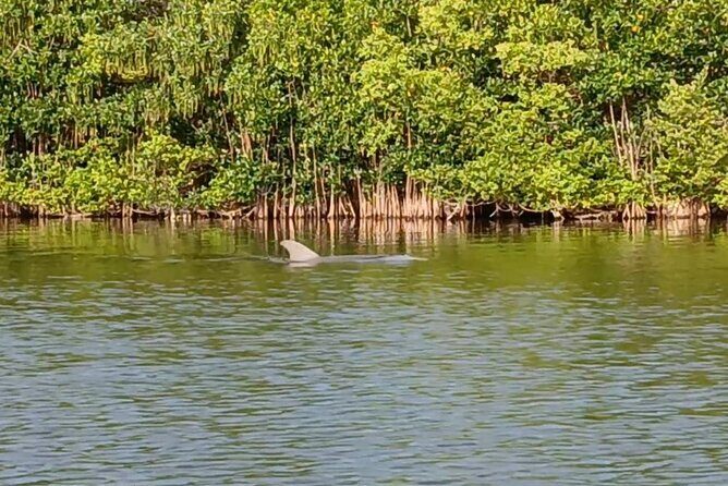 Kayak Tours and Rentals. Dolphins, Manatees, and Bioluminescence! - FAQ