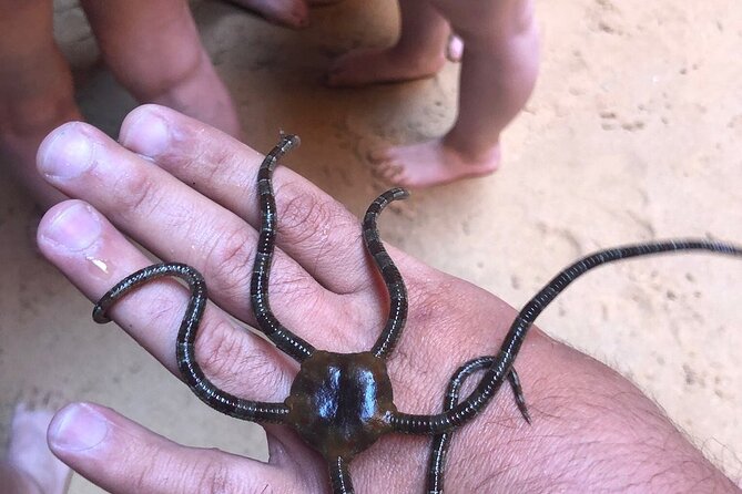 Kayak Tours With Amazing Caves, Sea Life and Marine Biologist . - Snorkeling and Discovering Sea Life