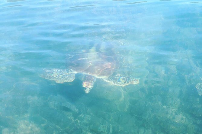 Kayak Turtle Tour from Palm Cove - Frequently Asked Questions (FAQs)